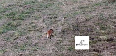 Lobo Guará é visto pela primeira vez em Nova Friburgo Veja o vídeo