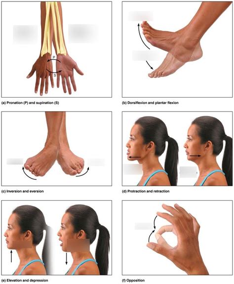 Synovial Joint Movements Diagram Quizlet