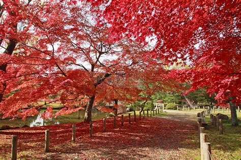 彩色叶子树叶红色季节黄色橙子落叶植物高清图片下载 正版图片321285629 摄图网