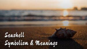 The Symbolism Of Seashells Top 9 Meanings Give Me History