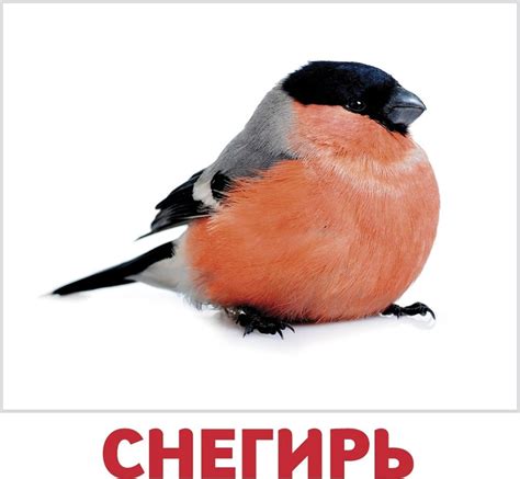 Снегирь На Белом Фоне 65 фото и картинок распечатать бесплатно