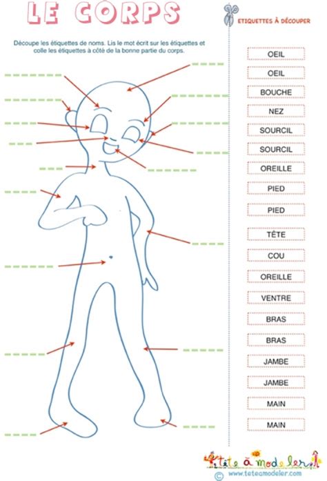 Le corps reconnaître chaque partie du corps le corps Tête à modeler