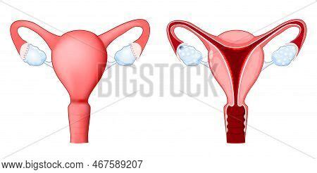 Cross Section Human Vector Photo Free Trial Bigstock