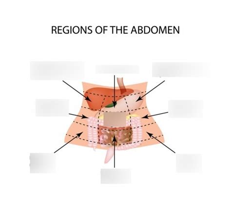 Abdominal Regions Diagram Quizlet