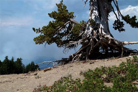 Fotos Gratis Rbol Naturaleza Bosque Arena Rock Desierto