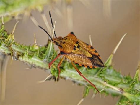 Tipos De Insectos Caracter Sticas Y Nombres