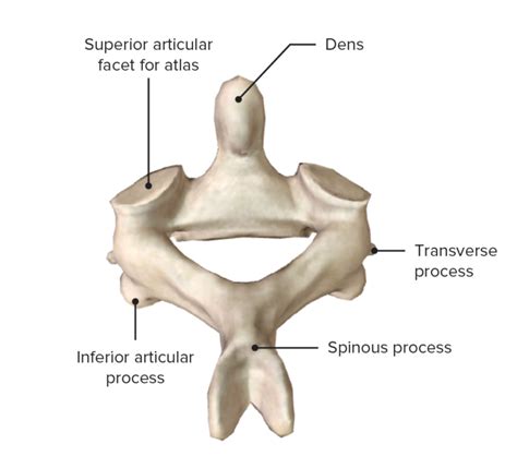 Coluna Vertebral Anatomia Concise Medical Knowledge