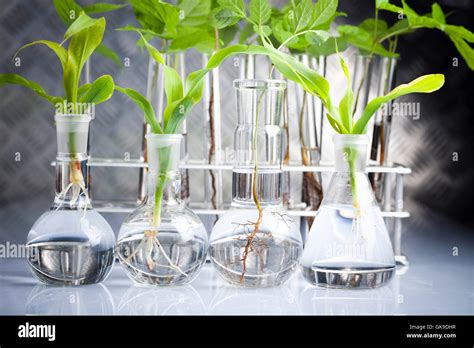 Laboratorio de ecología química Fotografía de stock Alamy