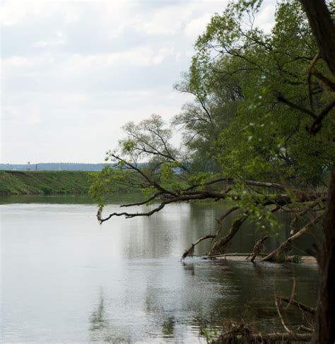 Banco De Imagens Rvore Agua Natureza P Ntano Lago Rio Lagoa