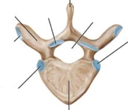 The Skeleton Bones Joints And Ligaments Diagram Quizlet