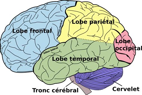 cómo funciona el cerebro