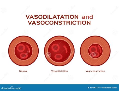 Normal Vasodilation And Vasoconstriction Blood Vessel Vector Stock