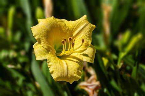 Lilie Blume Gelbe Kostenloses Foto Auf Pixabay Pixabay