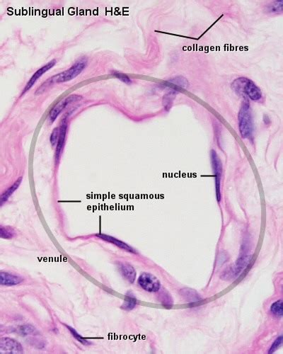 Histology Review Flashcards Quizlet