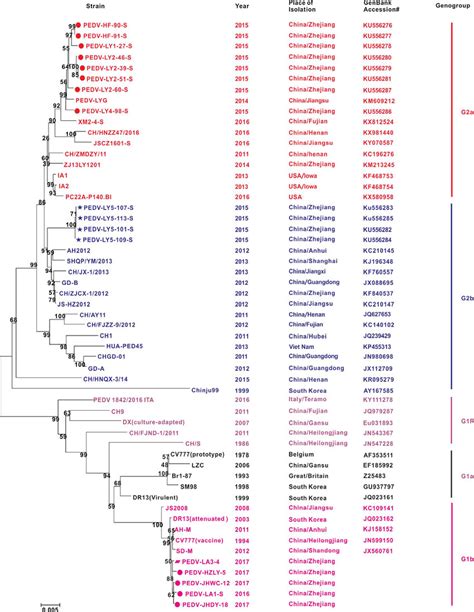 Phylogenetic Analysis Of Pedv Isolates And Reference Strains Based On