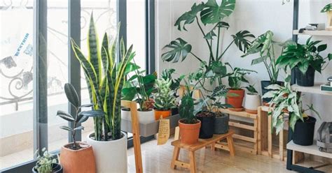 PLANTAS QUE DEBES TENER EN CASA AMATISTA PERU