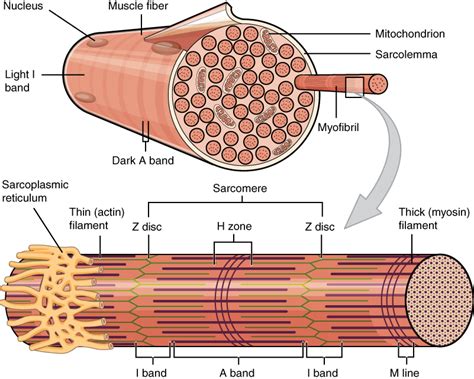 Chapter 10 Structure Determines Function Human Biology