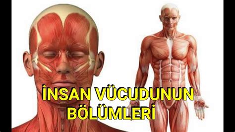 İnsan vücudunun bölümleri YouTube