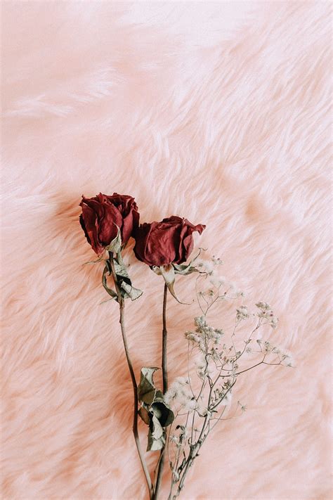 15 Outstanding Wallpaper Aesthetic Bunga Kering You Can Get It Without