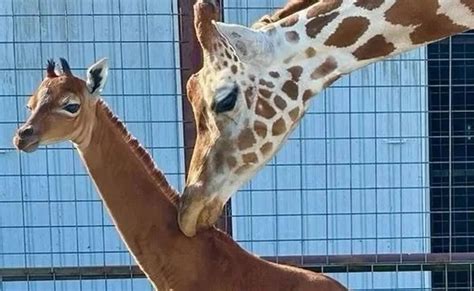 Girafa sem pintas Conheça animal considerado único no mundo Portal