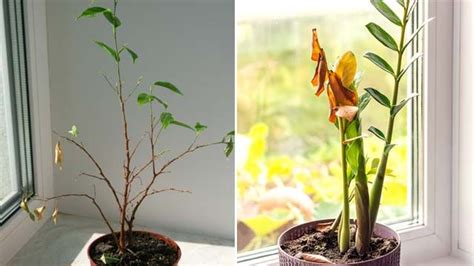 Cómo revivir una planta tras el verano Consejos para recuperarla