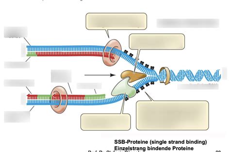 Schaubild Dna Replikation Schaubild Quizlet