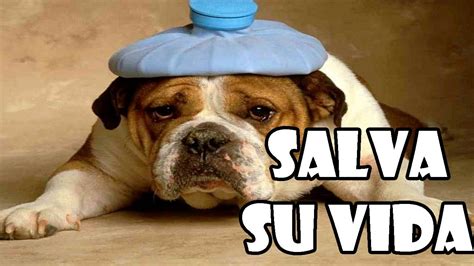 Sintomas Para Saber Si Tu Perro Esta Enfermo YouTube
