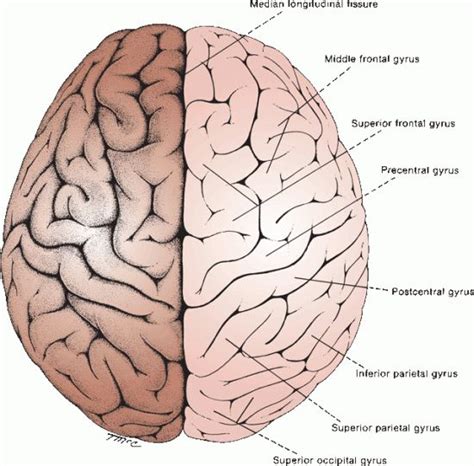 Gross And Microscopic Anatomy Of The Cerebral Hemispheres Neupsy Key