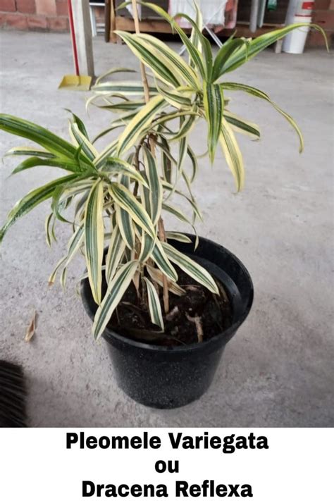 Pleomele Variegata Ou Dracena Reflexa