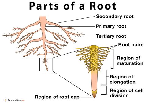 parts of a root their structure and functions with diagram