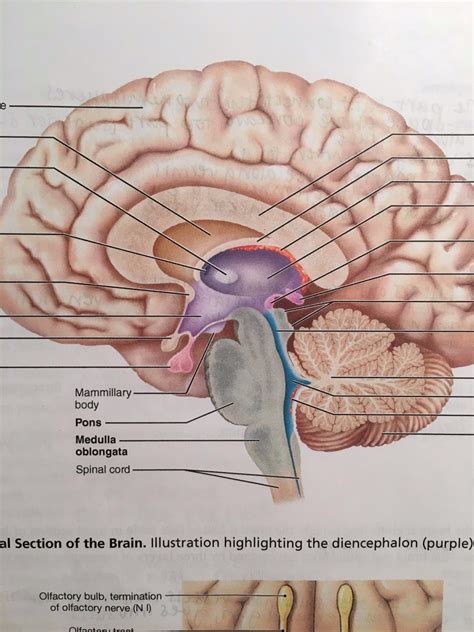 Midsagittal Section Of Brain Diagram Quizlet