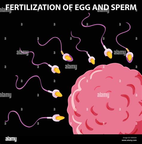 Diagrama que muestra la fecundación del óvulo y el esperma ilustración