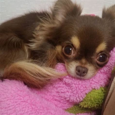 15 Photos Confirming That Chihuahuas Love Pink Artofit