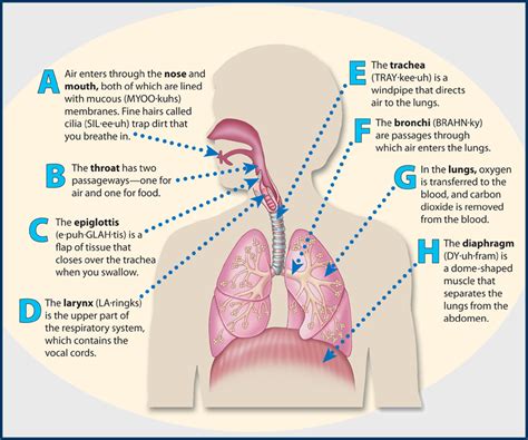 How Is The Human Respiratory System Works Science Life Processes