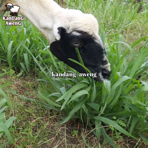 Jual Bibit Rumput Satria Demplot 1 Kg Pakan Hewan Ternak Kambing