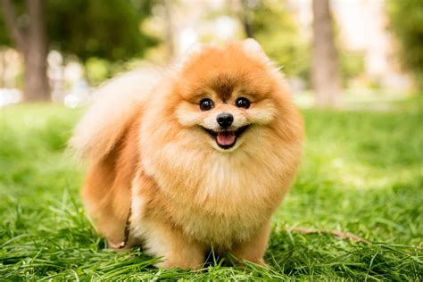 Pomeranian Growth Chart How Big Can Pomeranians Get