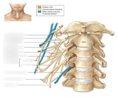 Cervical Plexus Diagram Quizlet