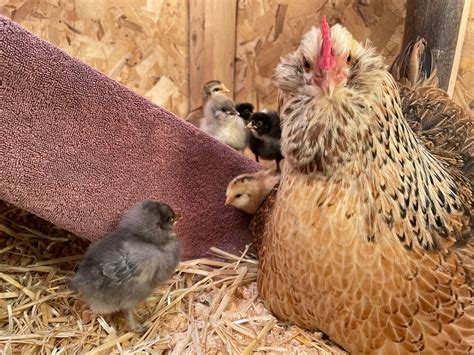 12 Fertile Chicken Hatching Eggs Rainbow Mix Black Copper Maran Easter