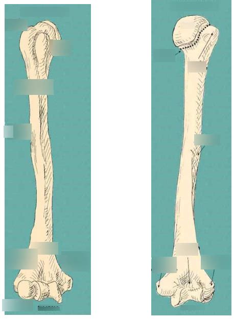 Humerus Diagram Quizlet