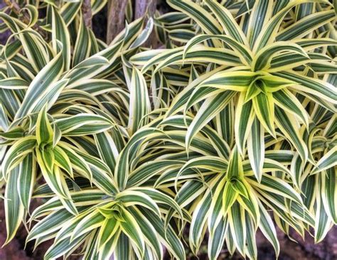 Plantas dentro de casa 10 espécies para ter já Artofit