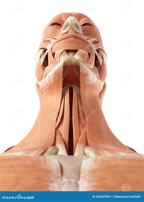 The Neck Muscles Stock Illustration Illustration Of Neck 56287094