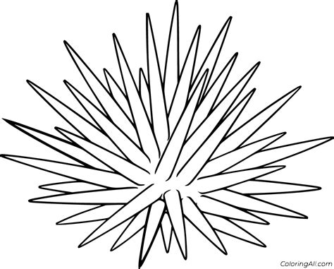 Sea Urchin Drawing