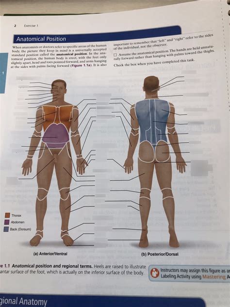 Anatomical Position And Regional Terms Diagram Quizlet