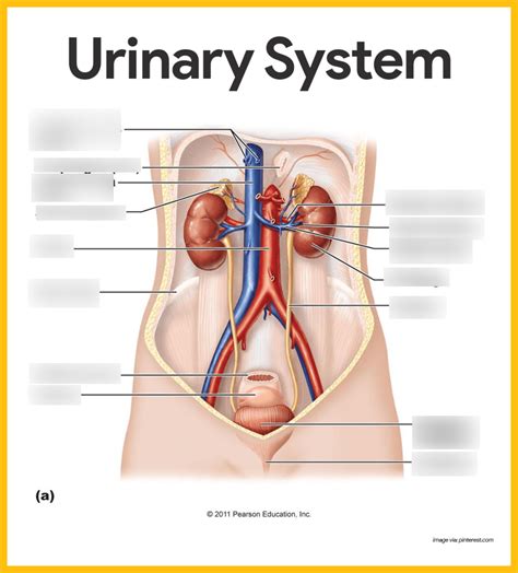 Urinary System Diagram Diagram Quizlet