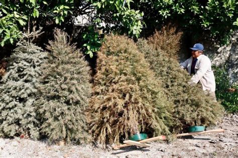 Abrirán centros de acopio para reciclar árboles de navidad