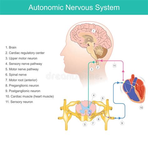 Autonomic Nervous System Diagram Stock Vector Illustration Of
