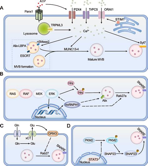 Aberrant Activation Of Signaling Pathways Regulates Exosome Secretion