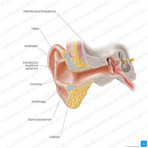 Oído Estructura partes sistema auditivo Kenhub