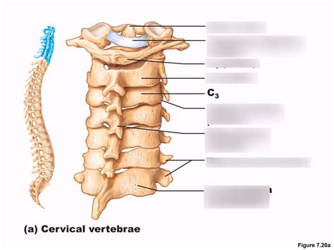 Cervical Spine Diagram Diagram Quizlet
