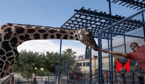 Este Lunes La Jirafa Benito Llega A Su Nuevo Hogar En Africam Safari